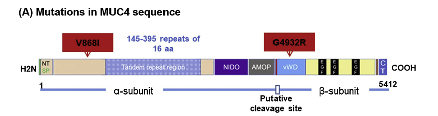 MUCIN-4(MUC4)：肽疫苗策略的新靶点 | 与癌争锋